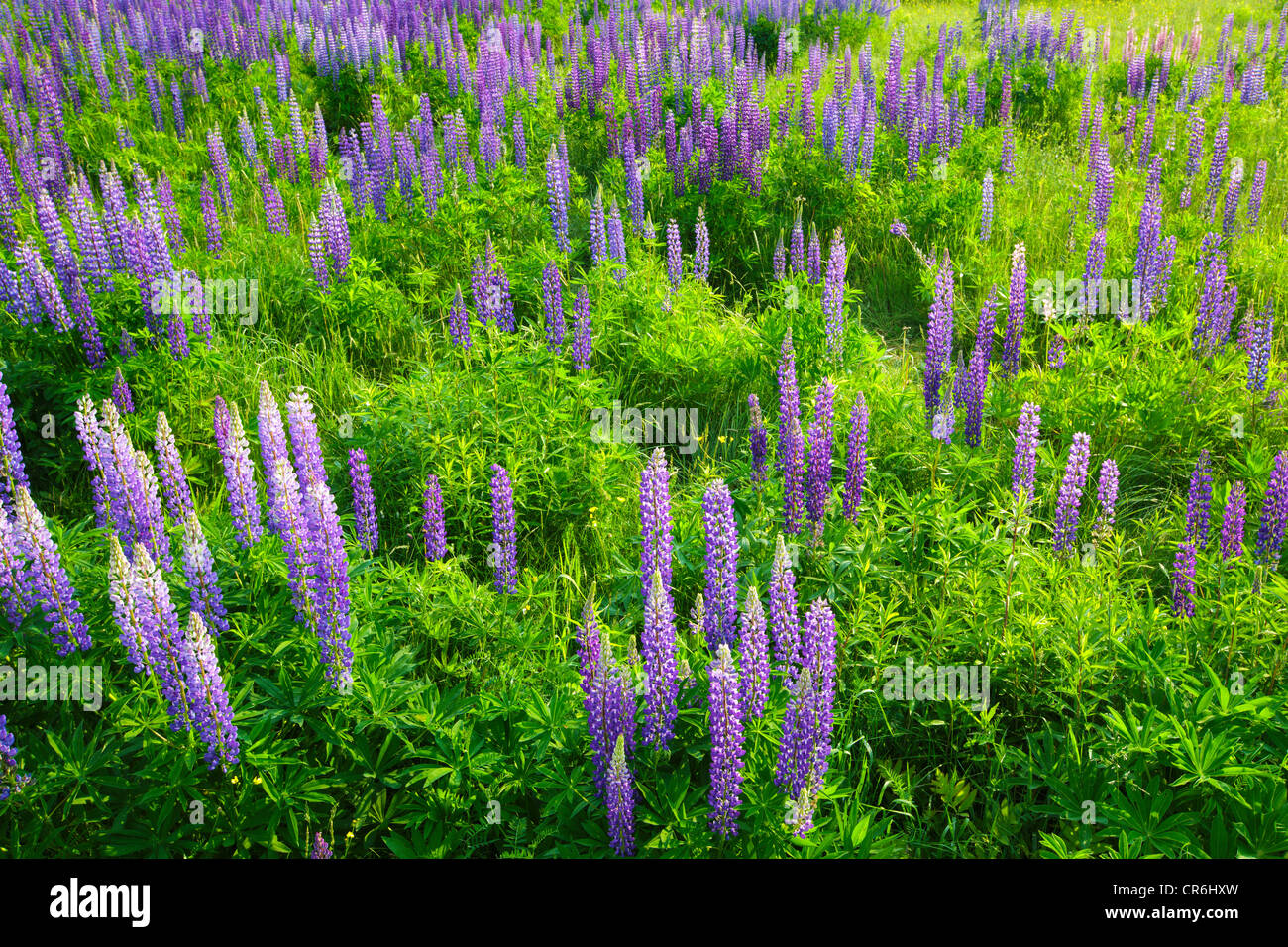 Sugar Hill Lupine Festival - Lupine in Sugar Hill, New Hampshire USA ...