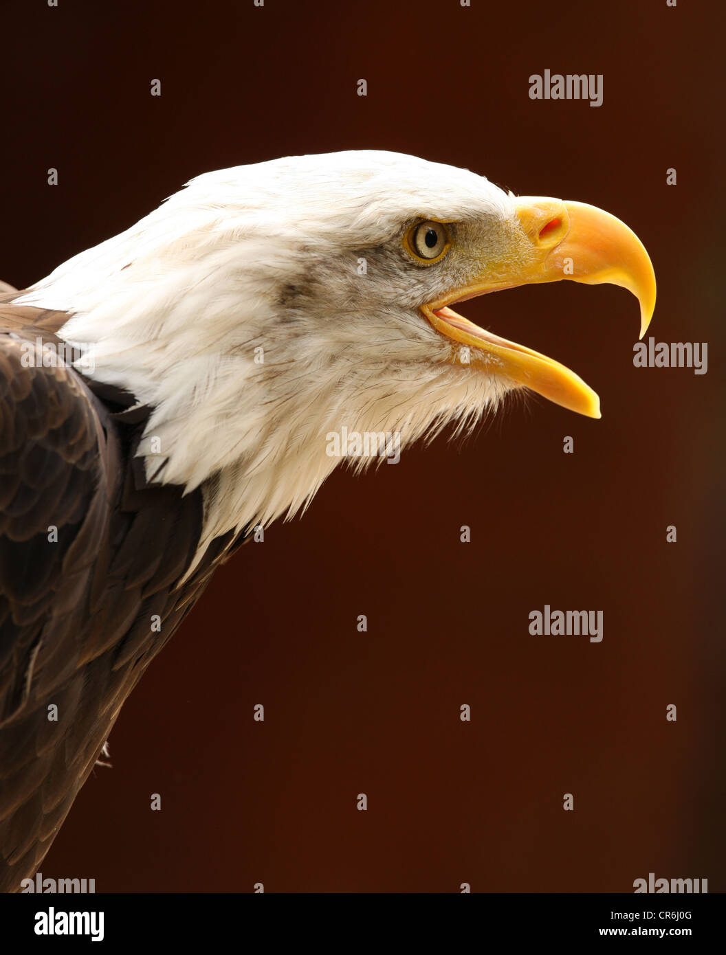 Portrait of a Bald Eagle Stock Photo - Alamy