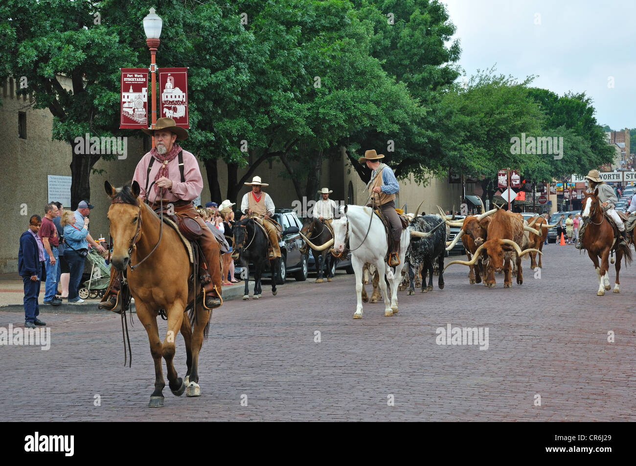 Stockyards cowboy with longhorn cow fort worth fort worth hi-res stock ...