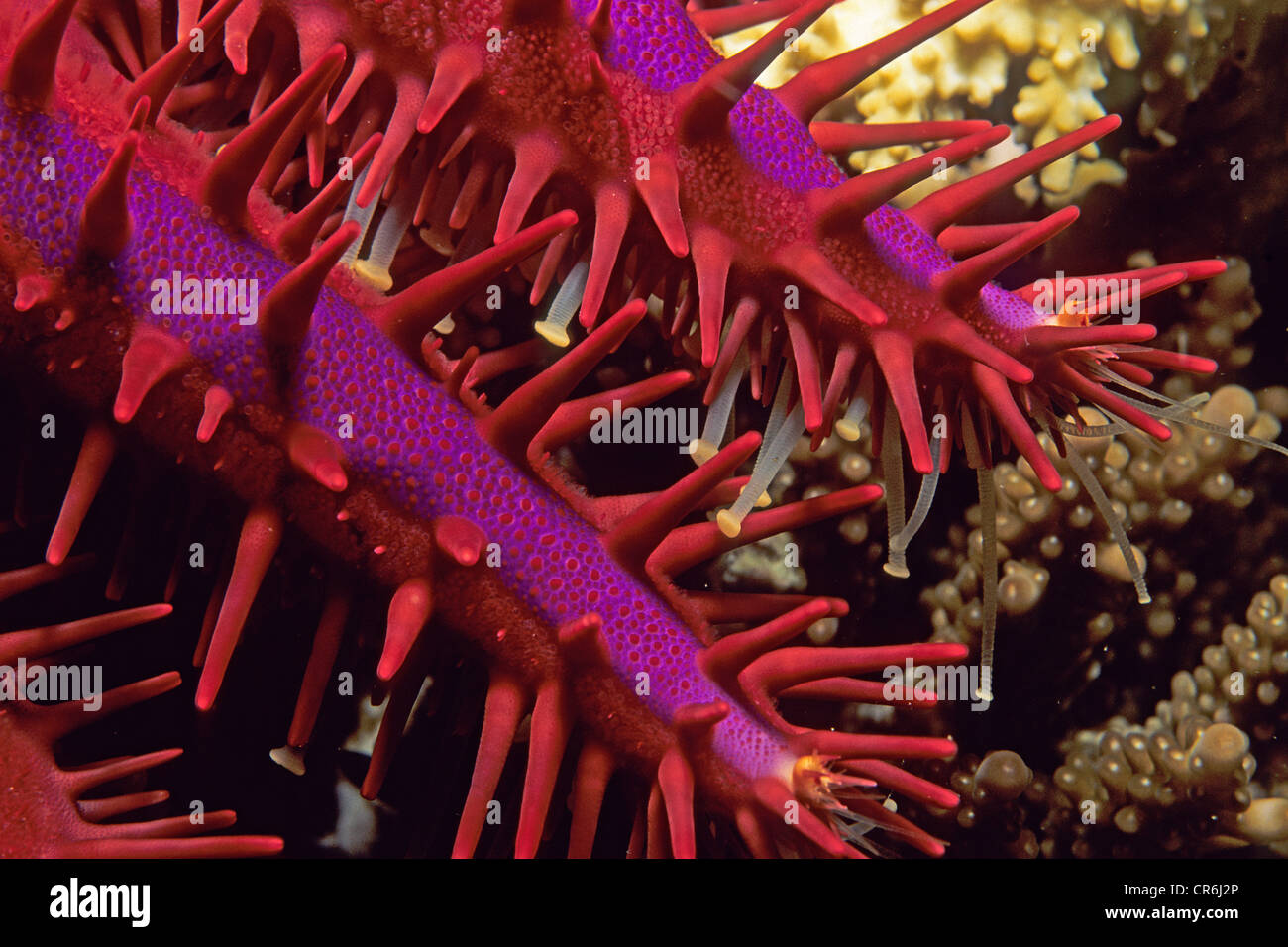 Starfish Tube Feet High Resolution Stock Photography and Images - Alamy