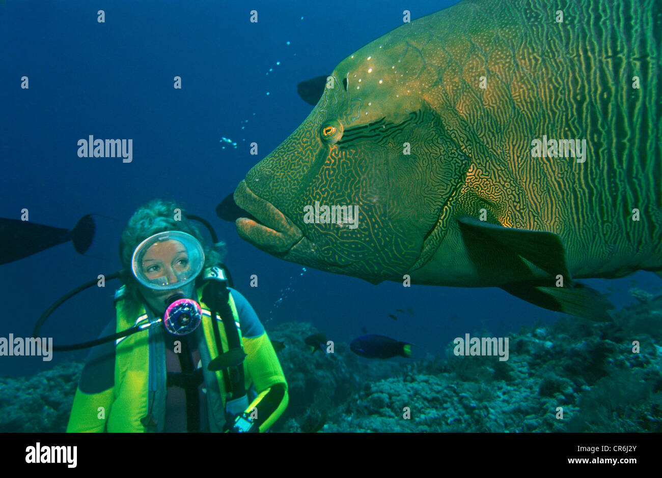Scuba Diver And Napoleon Wrasse High Resolution Stock Photography and ...