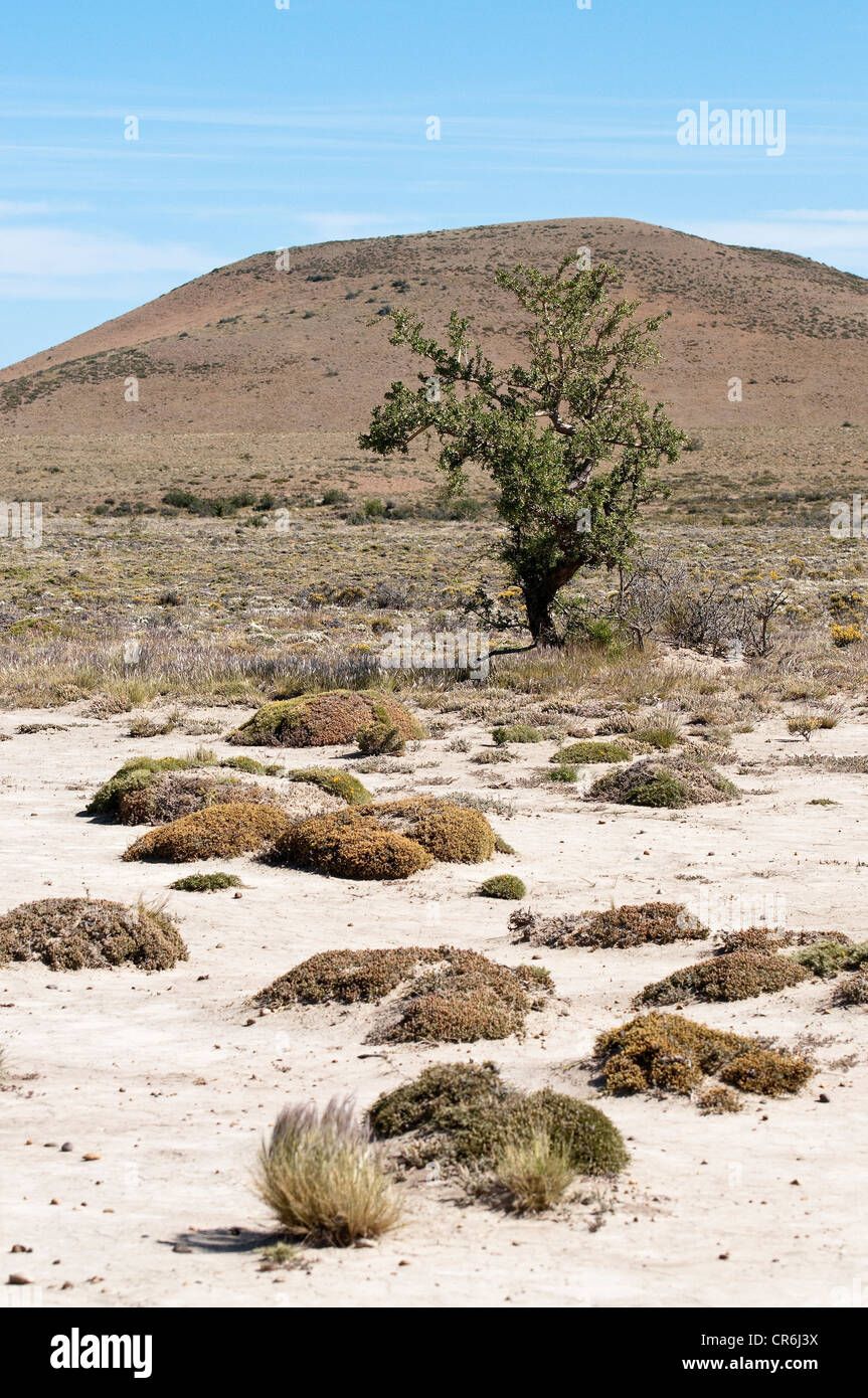 Molle schinus marchandii tree parque hi-res stock photography and ...