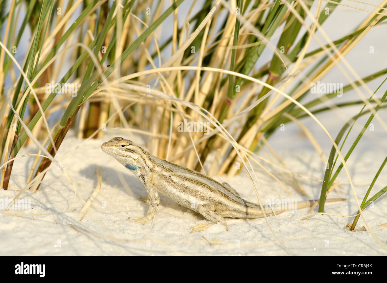 Southwestern Fence Lizard, (Sceloporus cowlesi), White Sands National ...
