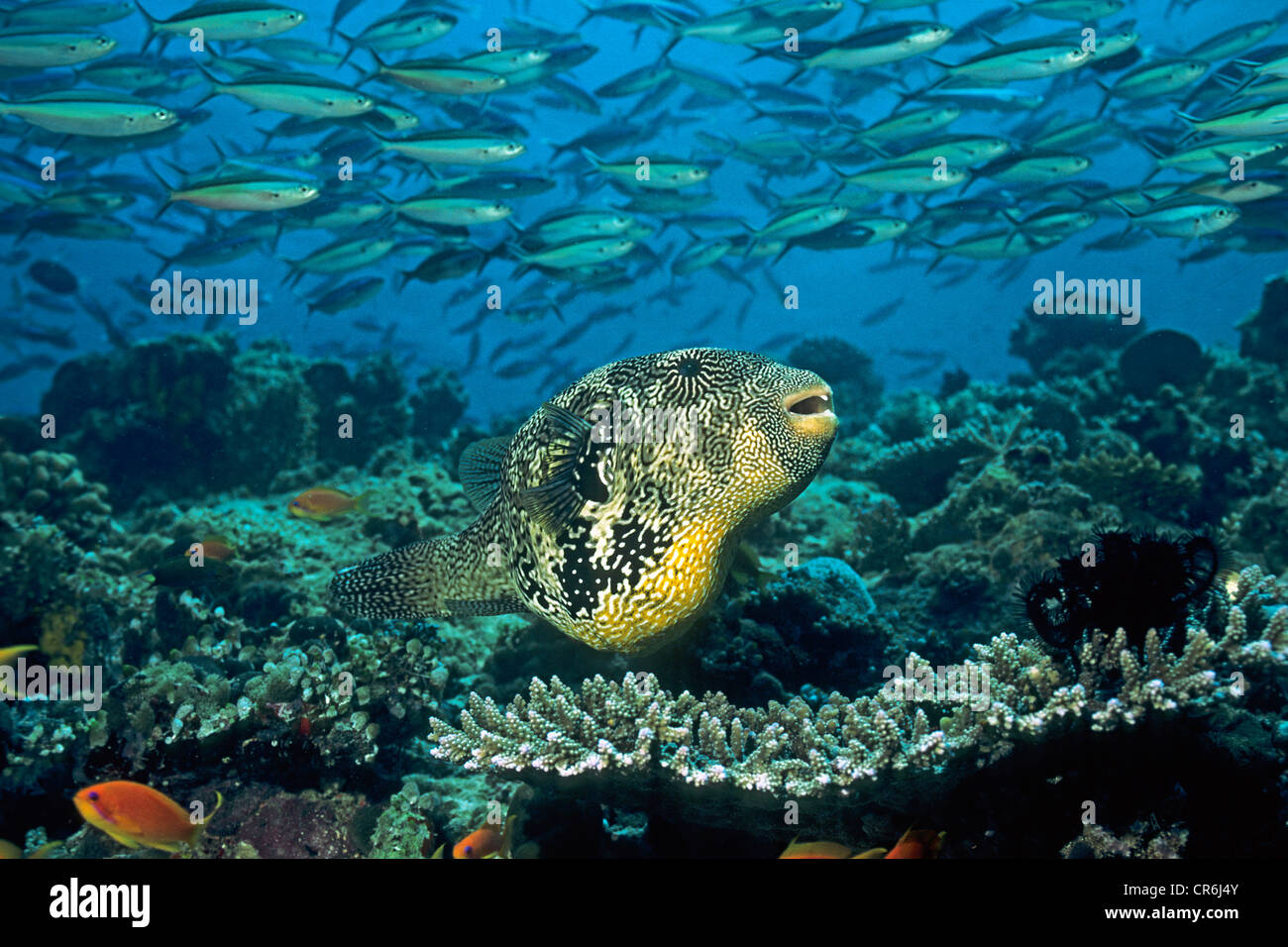 Map Puffer Arothron Mappa High Resolution Stock Photography and Images ...