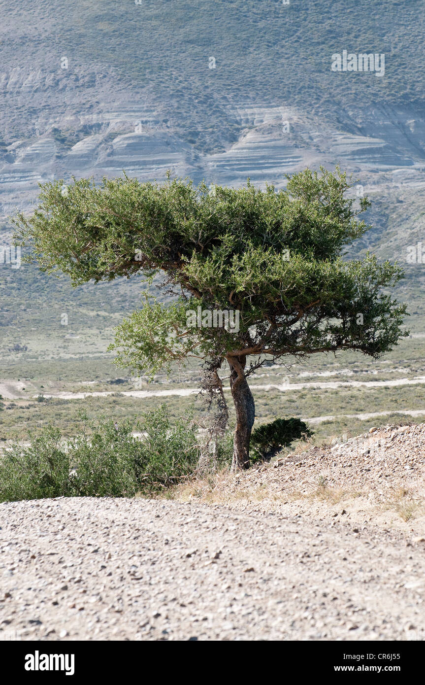 Pinkberry Santa Cruz Tree