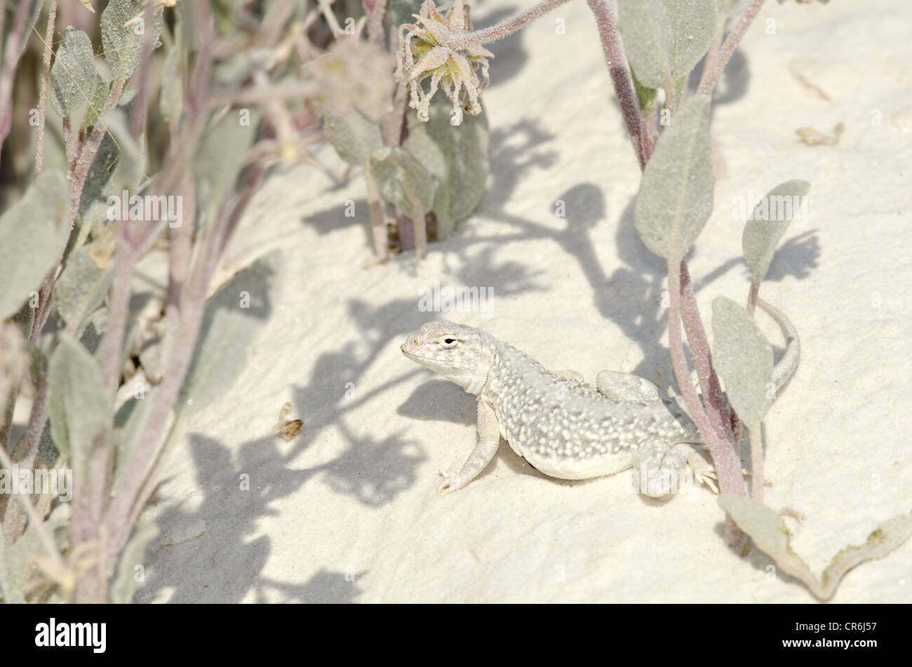 Male Bleached Earless Lizard, (Holbrookia maculata ruthveni), White ...