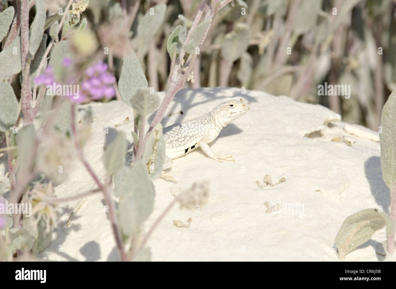 Male Bleached Earless Lizard, (Holbrookia maculata ruthveni), White ...
