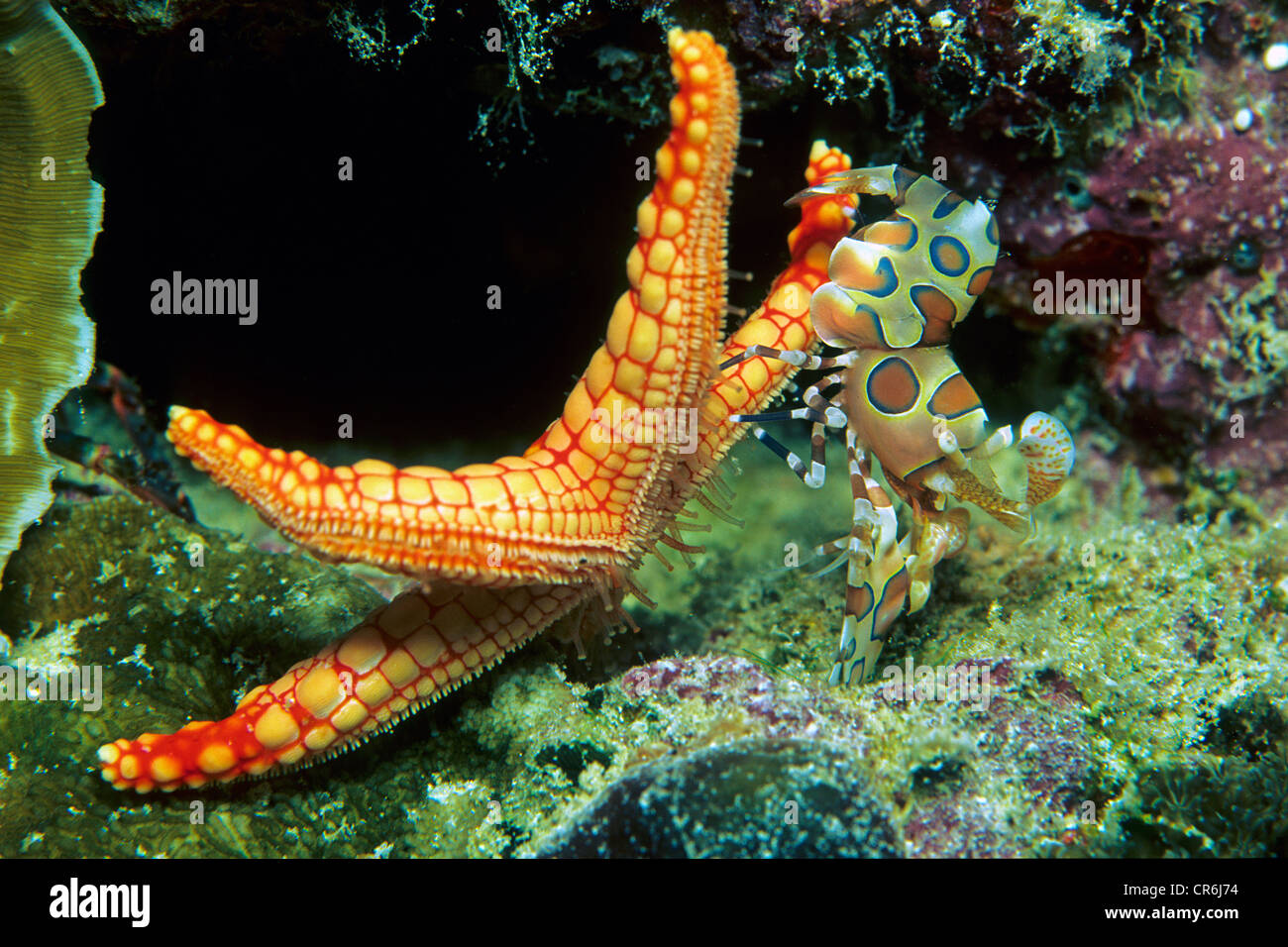 Catch Shrimp High Resolution Stock Photography and Images - Alamy