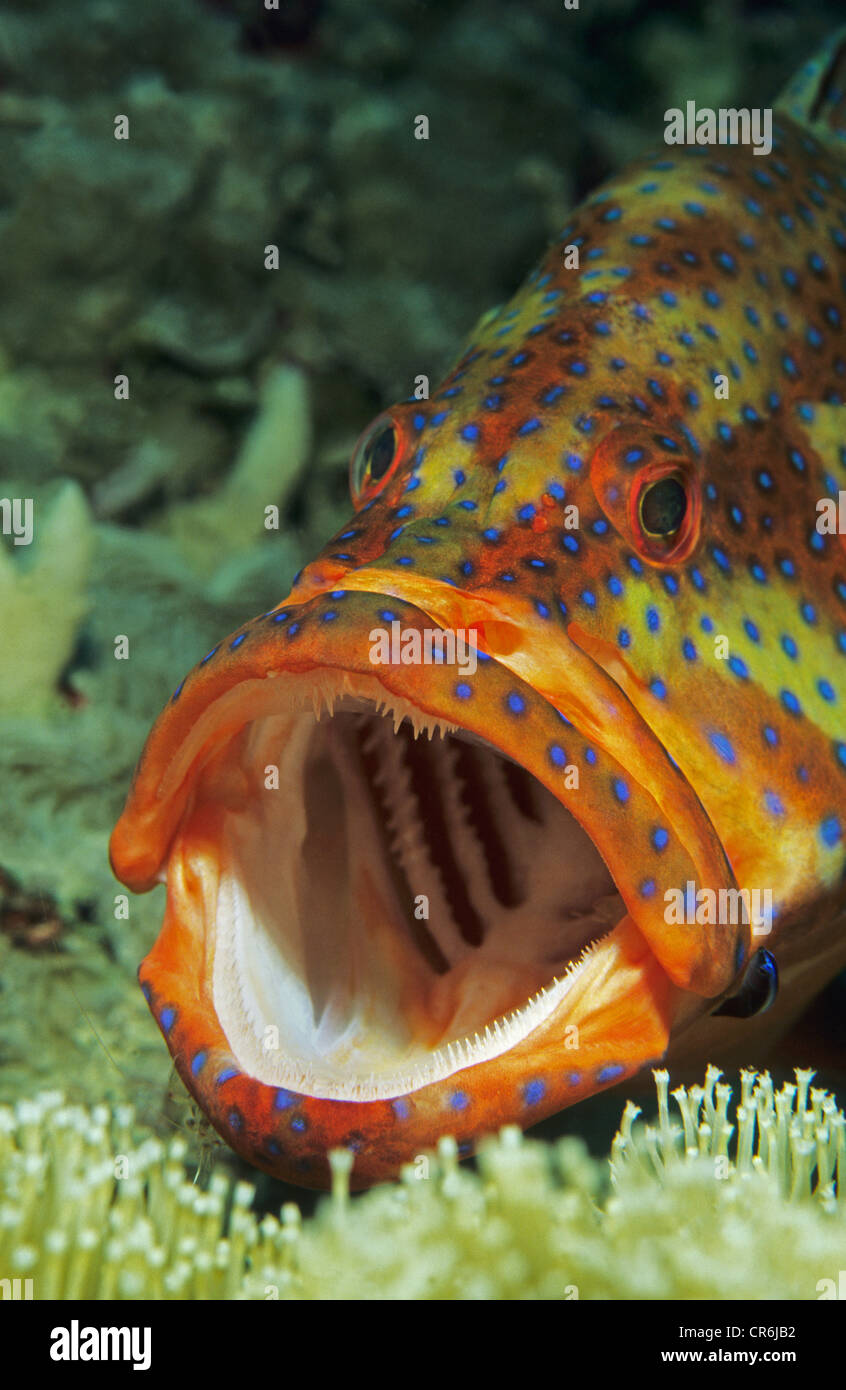 Grouper Fish Teeth Stock Photos & Grouper Fish Teeth Stock Images - Alamy