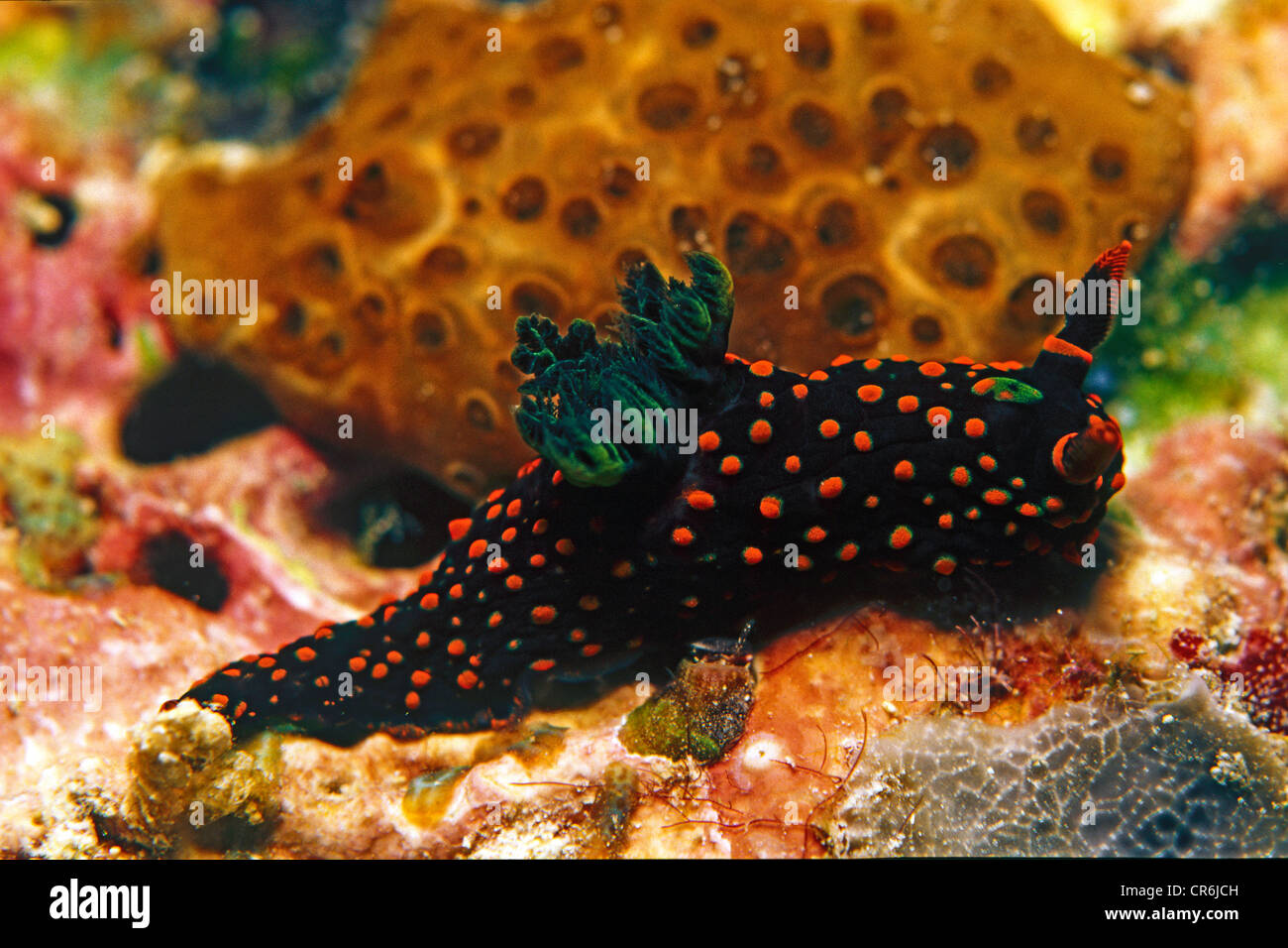 Indian Snails High Resolution Stock Photography and Images - Alamy