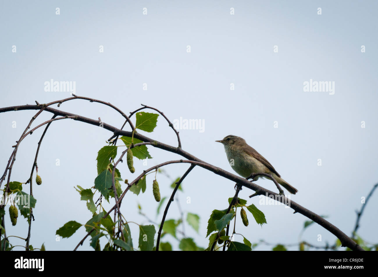 Common Chiffchaff (Phylloscopus collybita Stock Photo - Alamy