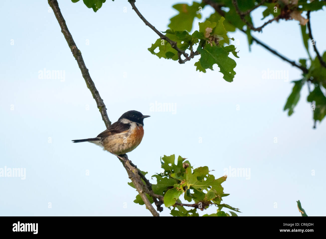 Male european stonechat hi-res stock photography and images - Alamy