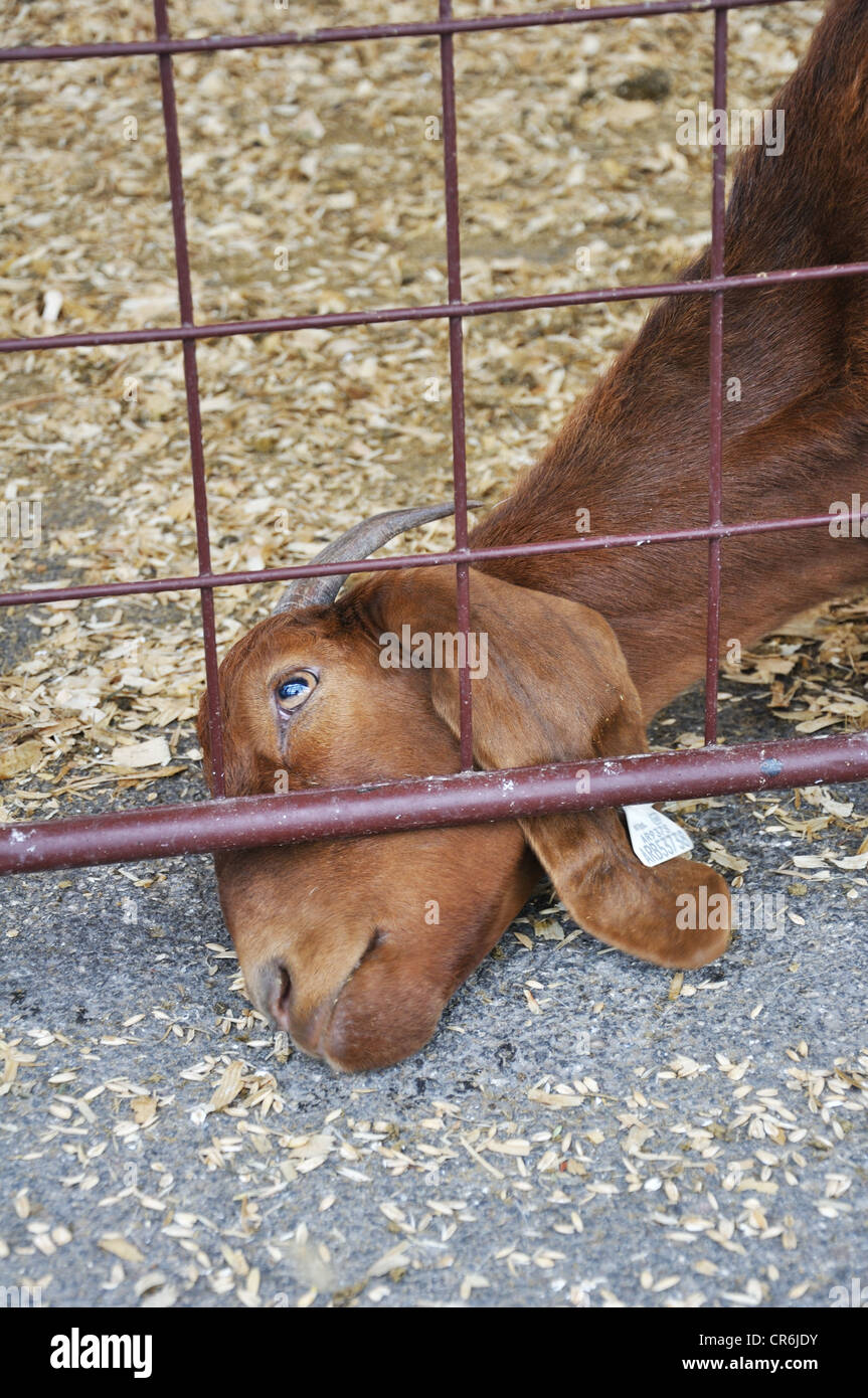 Petting zoo - goat trying to reach spilled oats with his tongue Stock ...