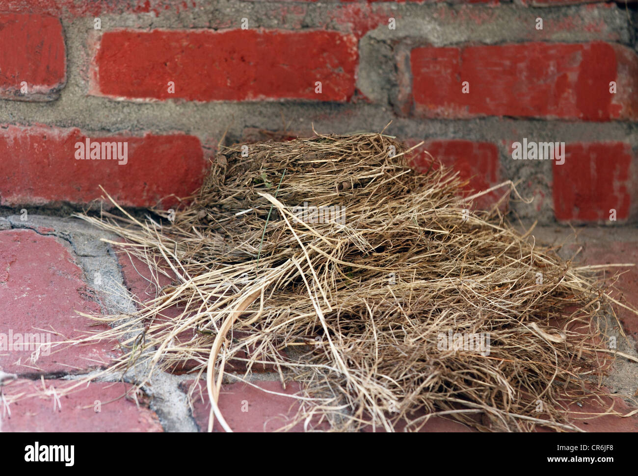 Empty nest hi-res stock photography and images - Alamy