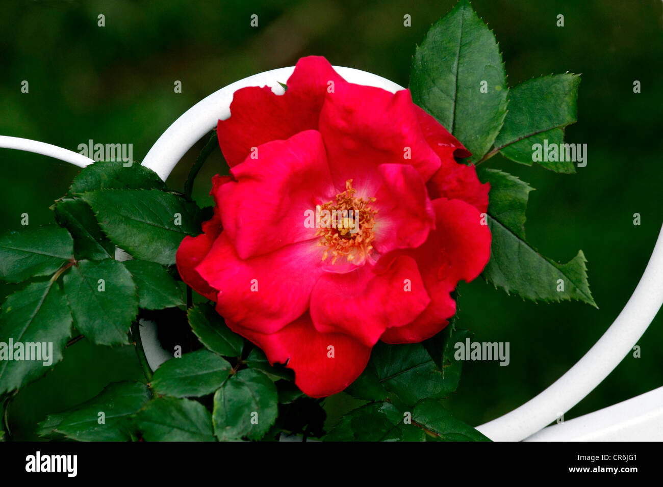 Red rose in backyard garden Long Island NY Stock Photo - Alamy