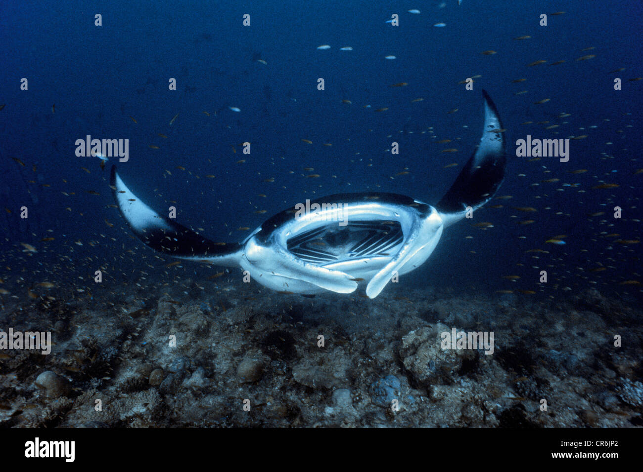 Plankton Maldives High Resolution Stock Photography and Images - Alamy