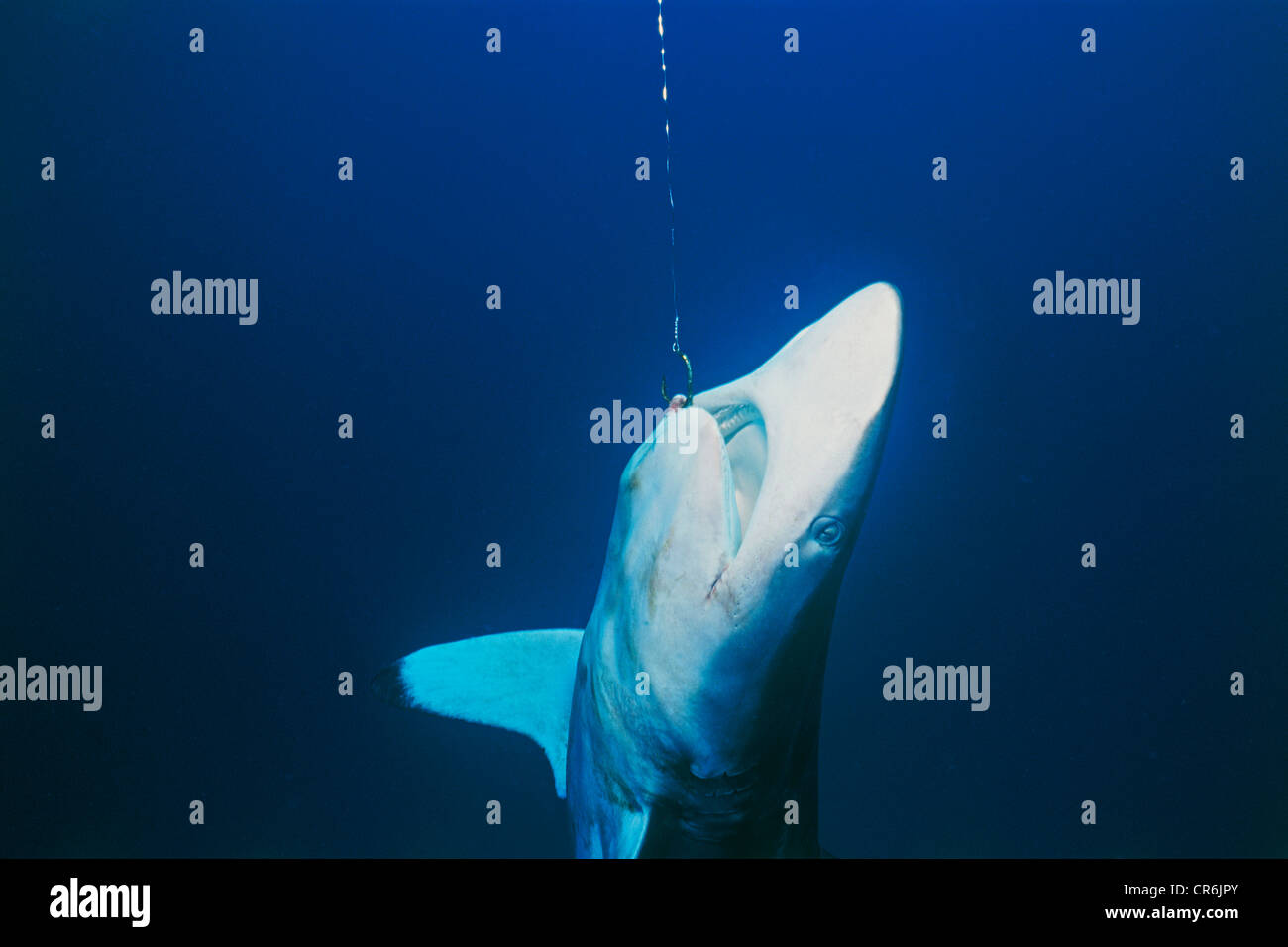 On A Hook High Resolution Stock Photography and Images - Alamy