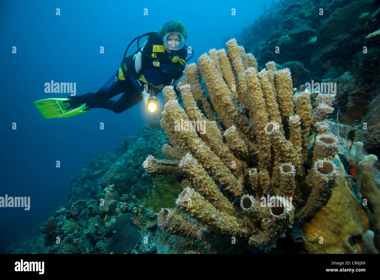 Branching Vase Sponges High Resolution Stock Photography and Images - Alamy