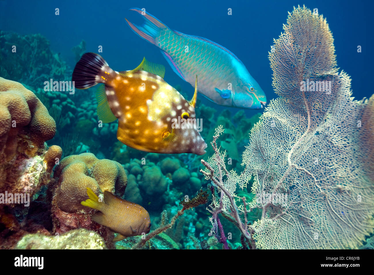 Parrotfish Scarus Sp High Resolution Stock Photography and Images - Alamy