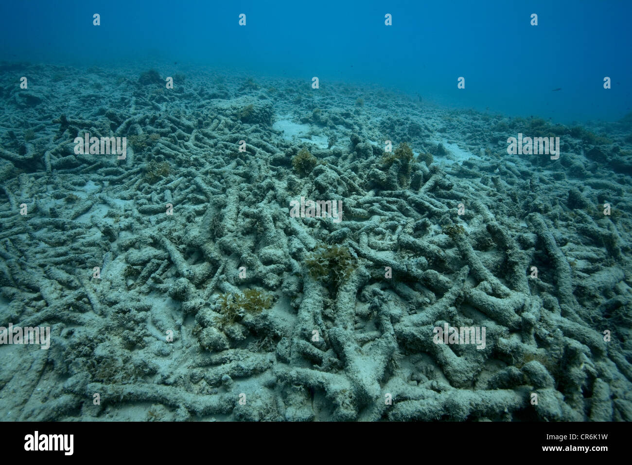 Death Underwater High Resolution Stock Photography and Images - Alamy