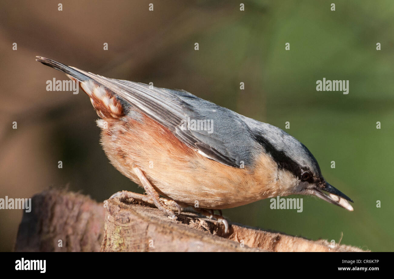 Scottish bird watching hi-res stock photography and images - Alamy