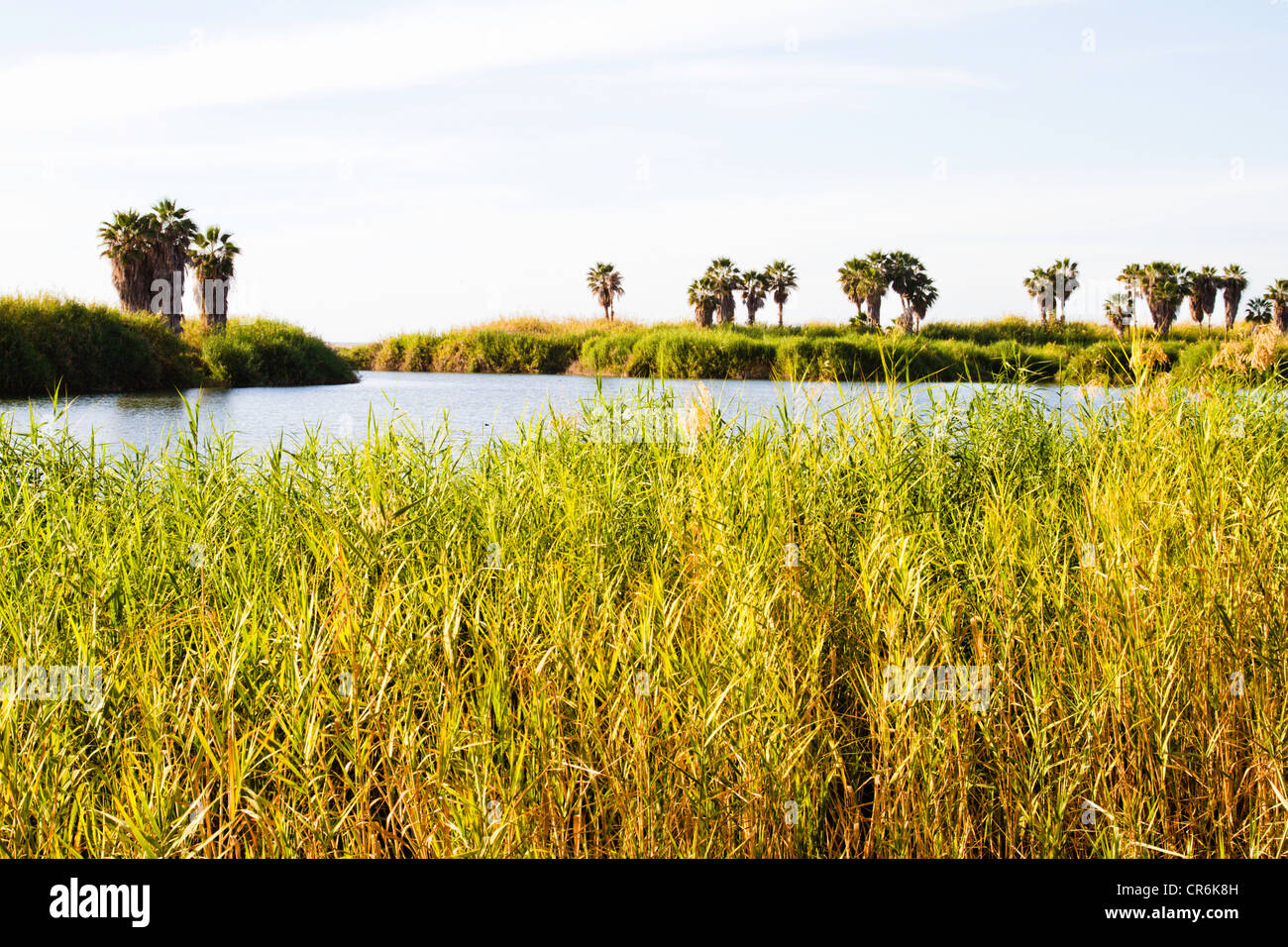Reeds beside lagoon at beach near "Todos Santos" Baja Mexico Stock ...