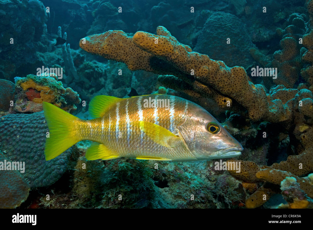 Schoolmaster Stock Photos & Schoolmaster Stock Images - Alamy