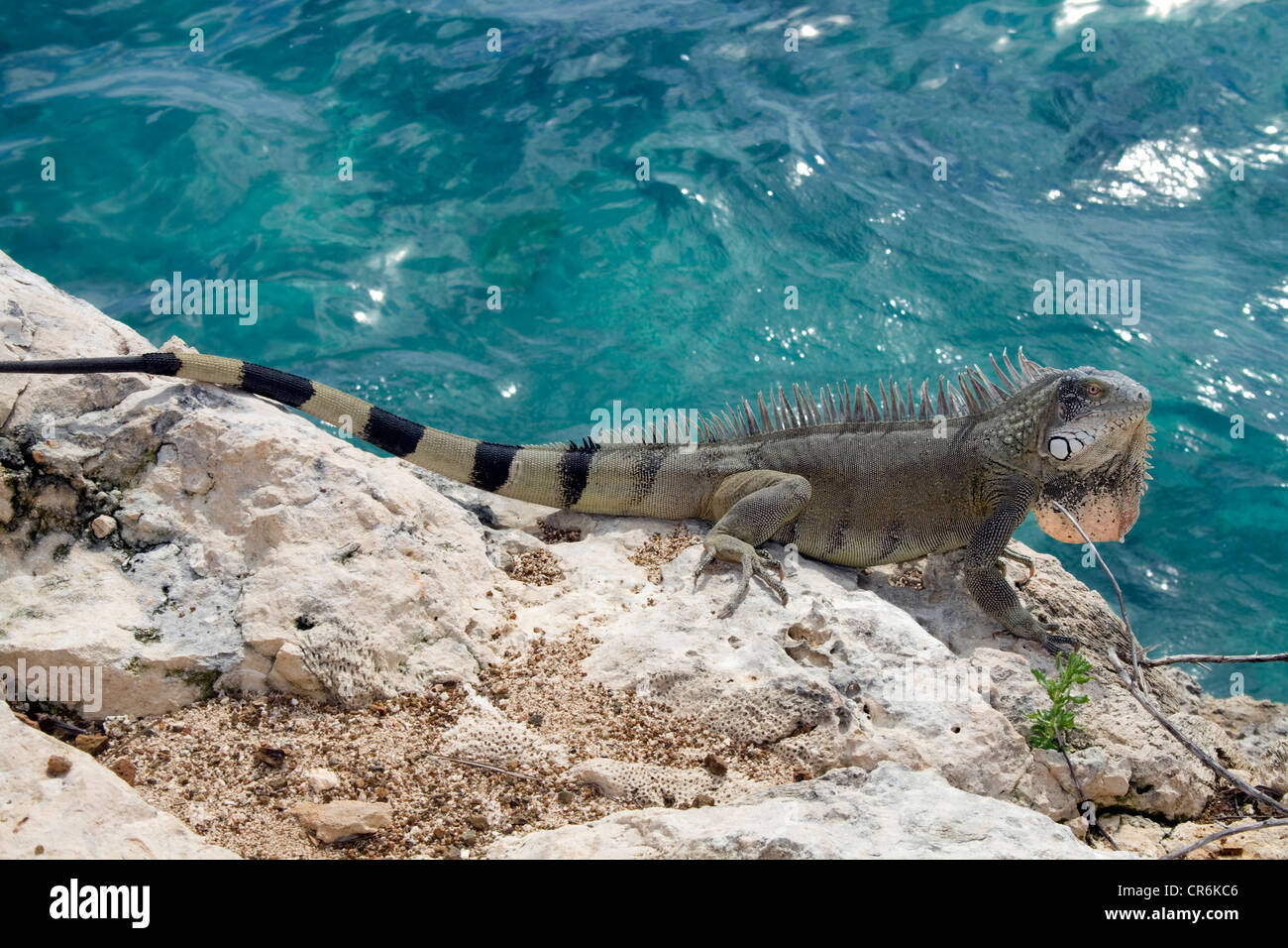 Iguana Iguana Rhinolopha High Resolution Stock Photography and Images ...