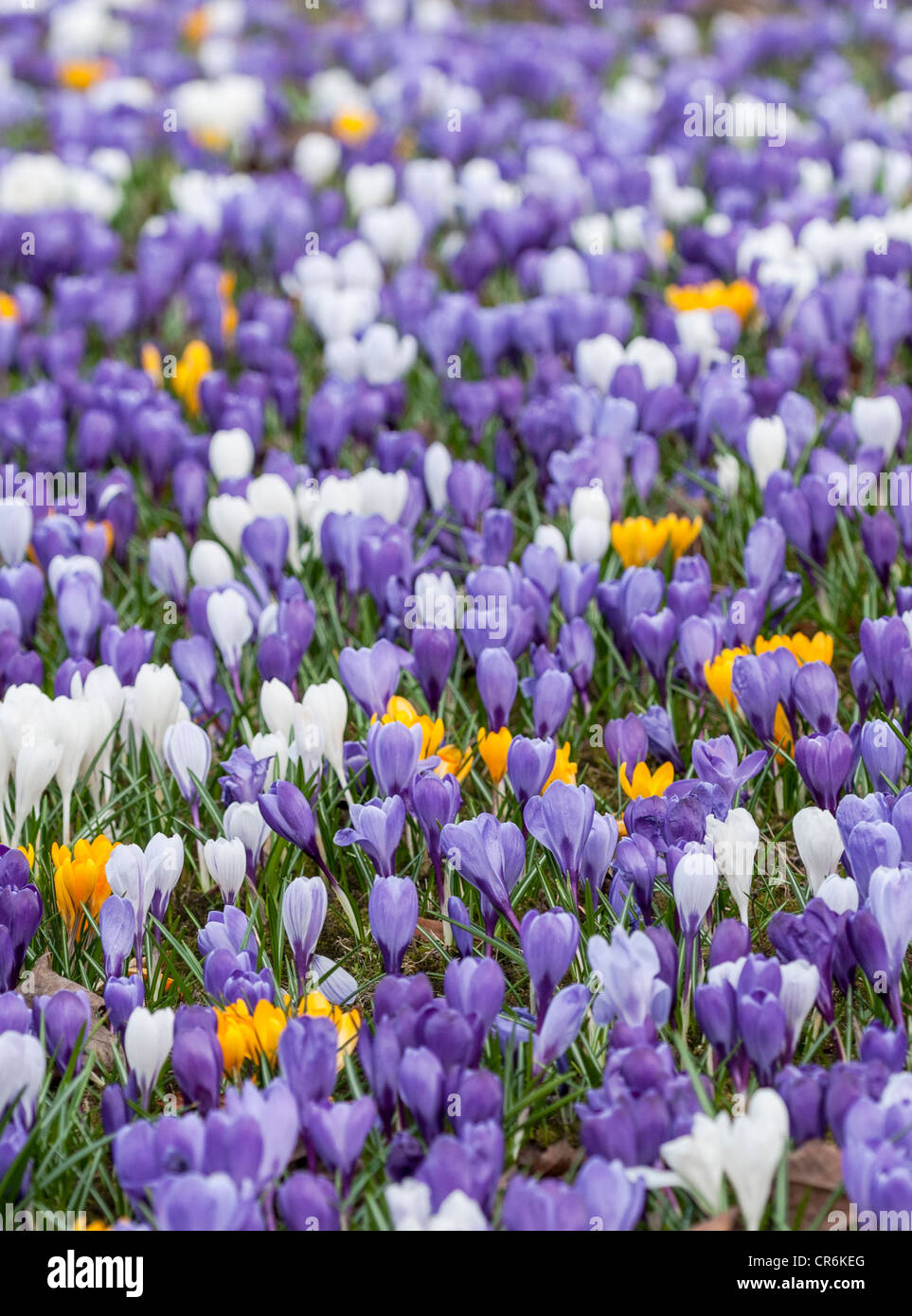 Spring flowers scotland hi-res stock photography and images - Alamy