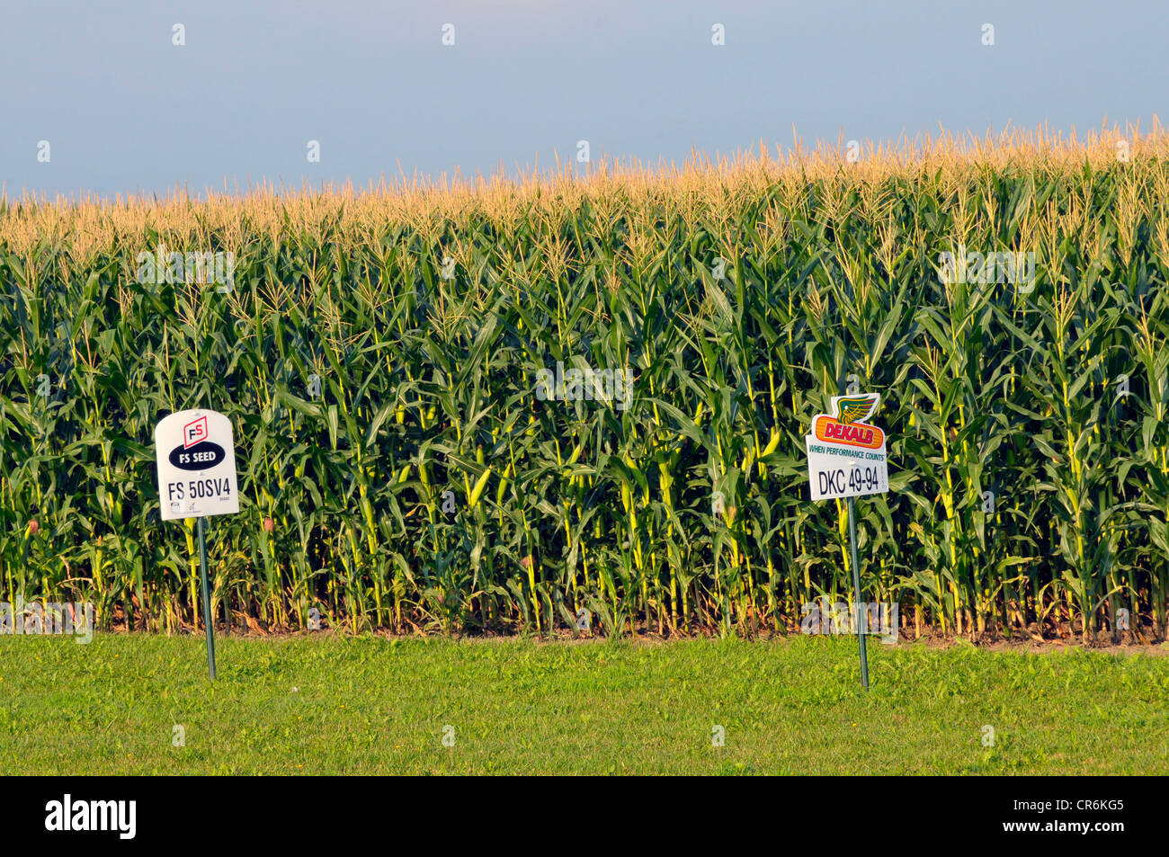 Iowa seed variety test farm field for seed corn soybean alfalfa and ...
