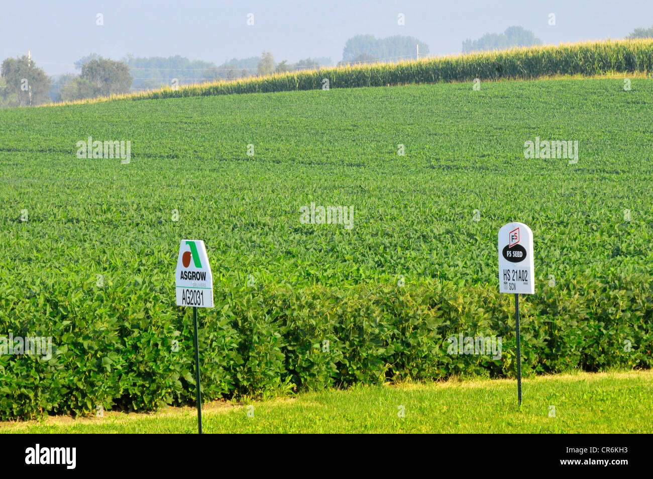 Iowa seed variety test farm field for seed corn soybean alfalfa and ...