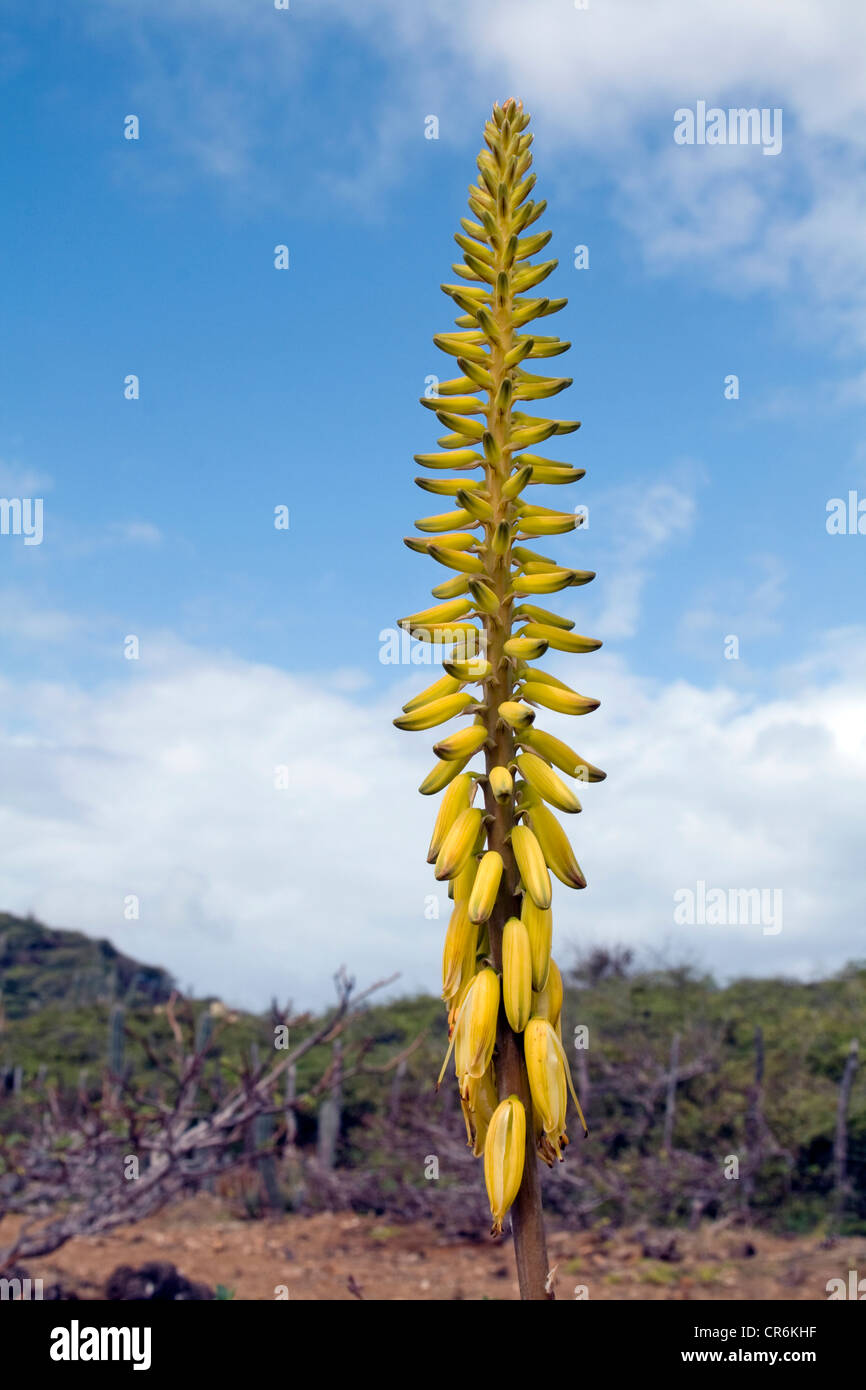 Medicinal Plant High Resolution Stock Photography and Images - Alamy