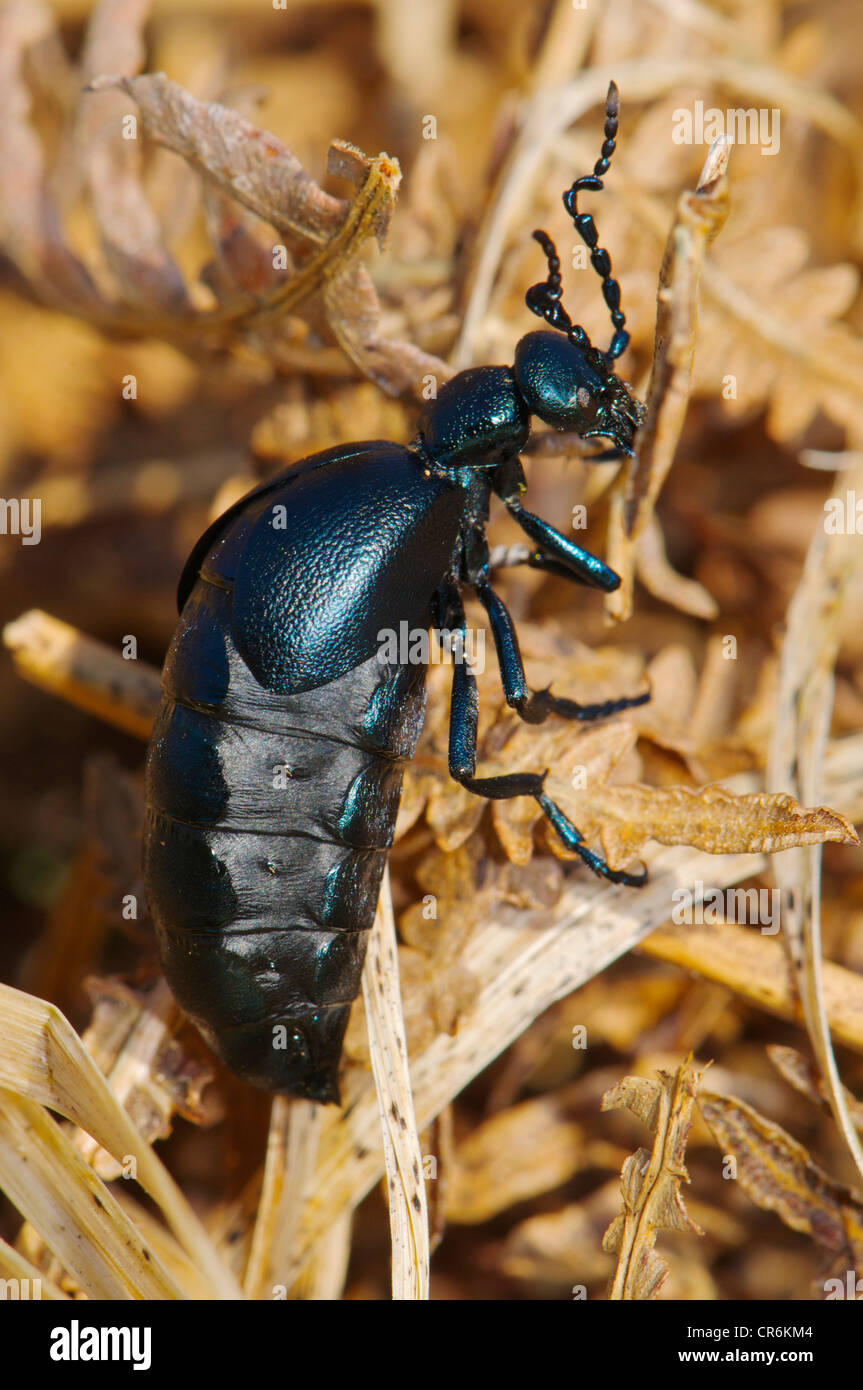 Oil beetle hi-res stock photography and images - Alamy