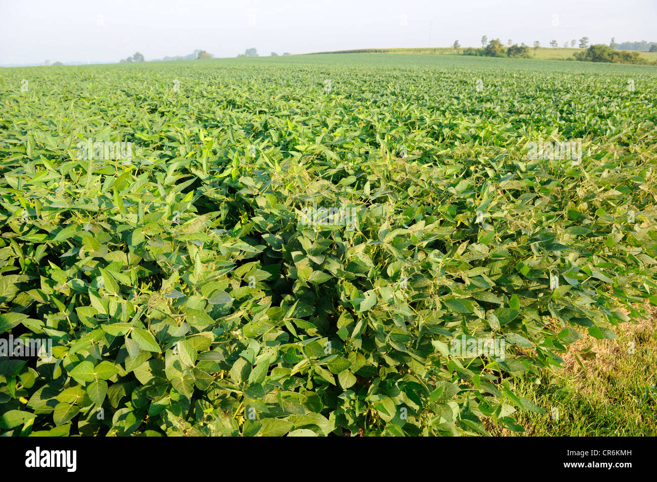 Iowa seed variety test farm field for seed corn soybean alfalfa and ...