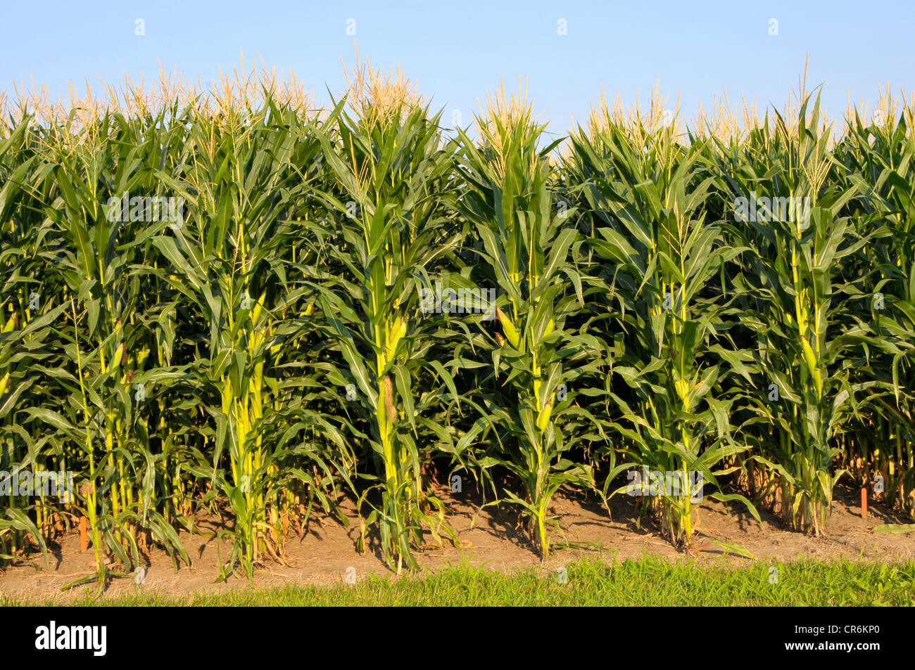 Iowa seed variety test farm field for seed corn soybean alfalfa and ...