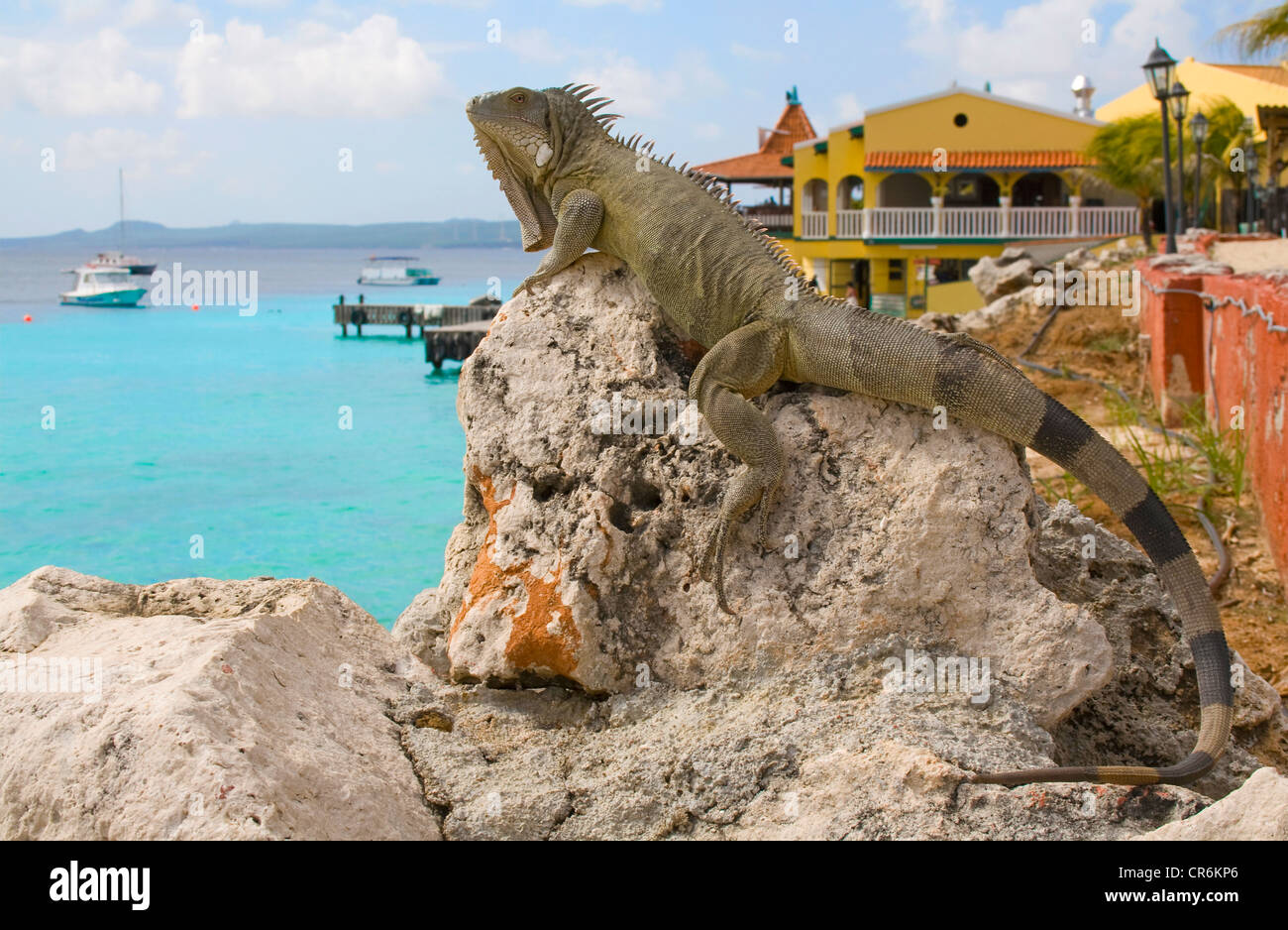 Iguana Iguana Rhinolopha High Resolution Stock Photography and Images ...