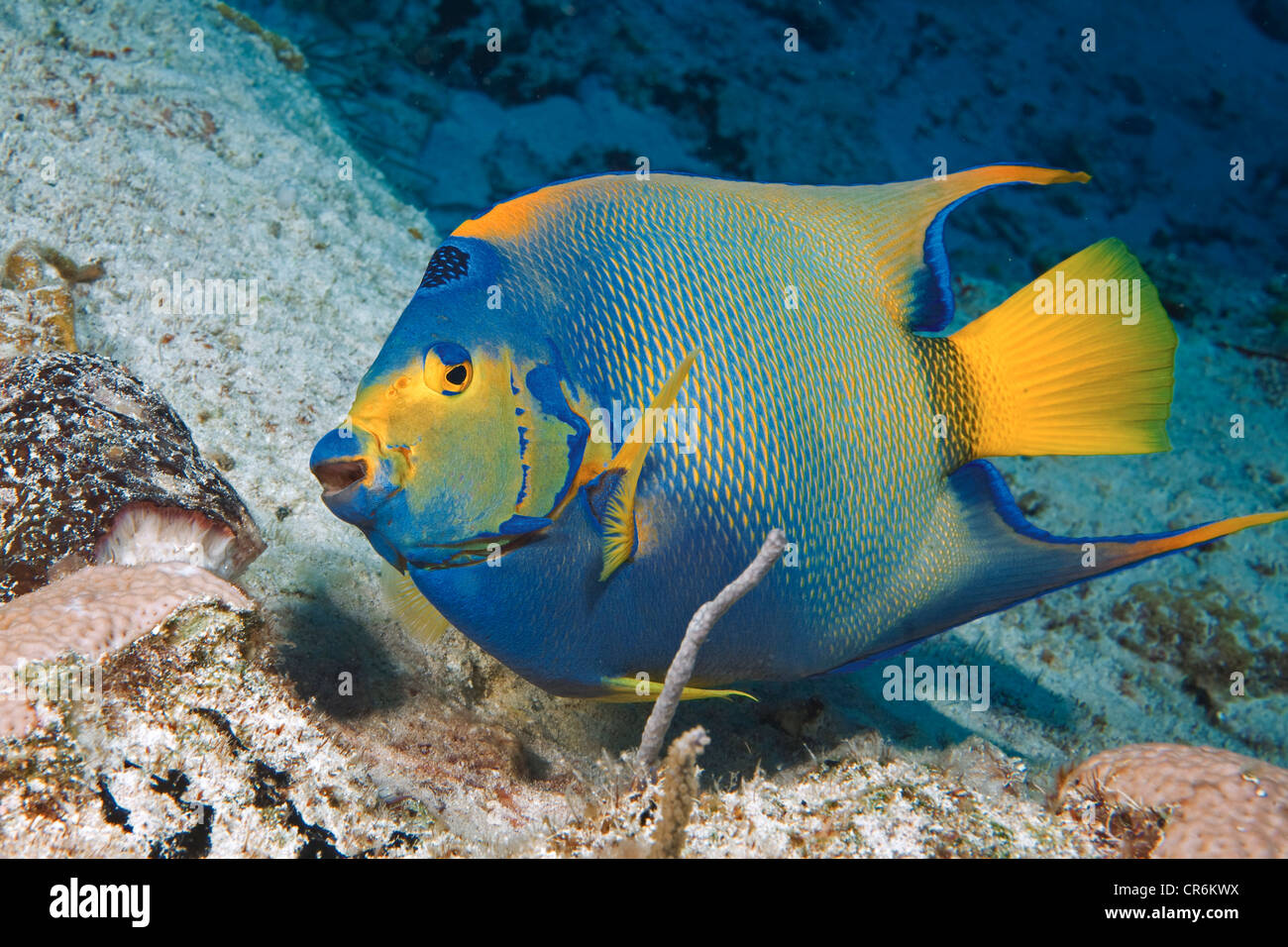Adult Queen Angelfish High Resolution Stock Photography and Images - Alamy