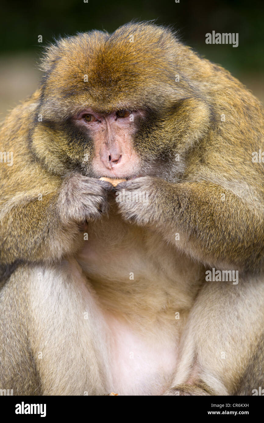 Macaque close up hi-res stock photography and images - Alamy