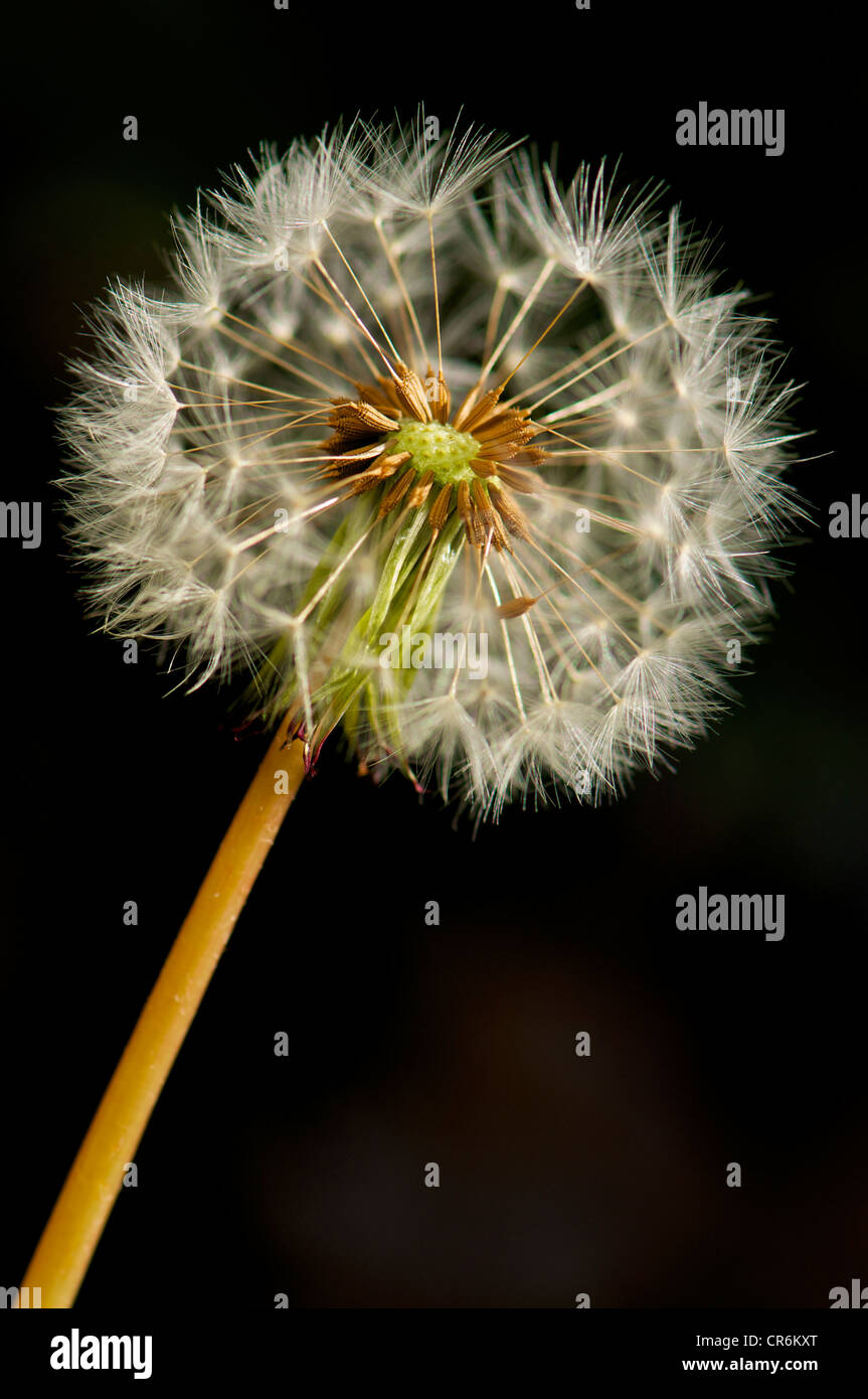 Dandelion clock close-up Stock Photo - Alamy