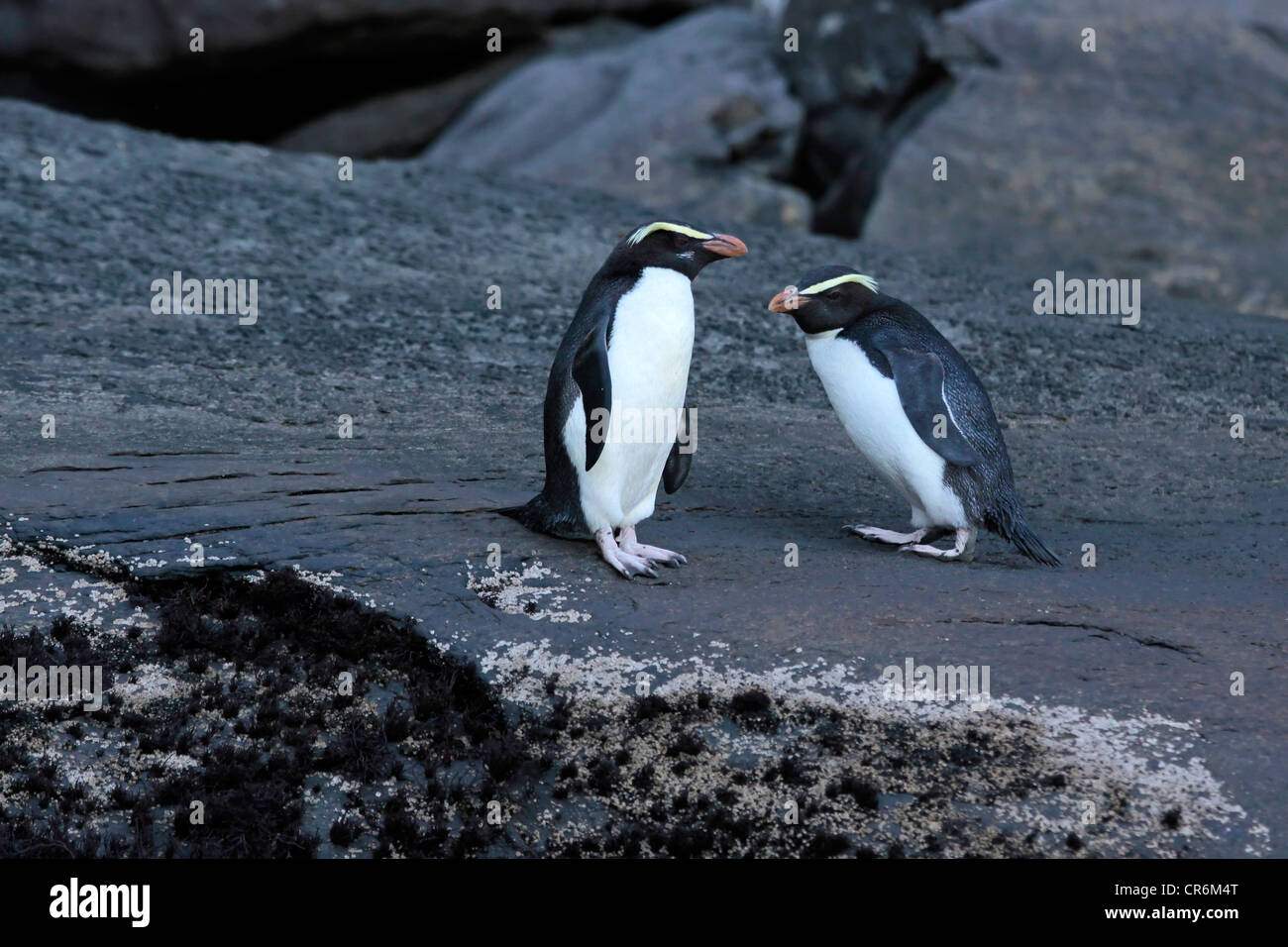 Fiordland Crested Penguin (Eudyptes pachyrhynchus) at the Milford Sound ...