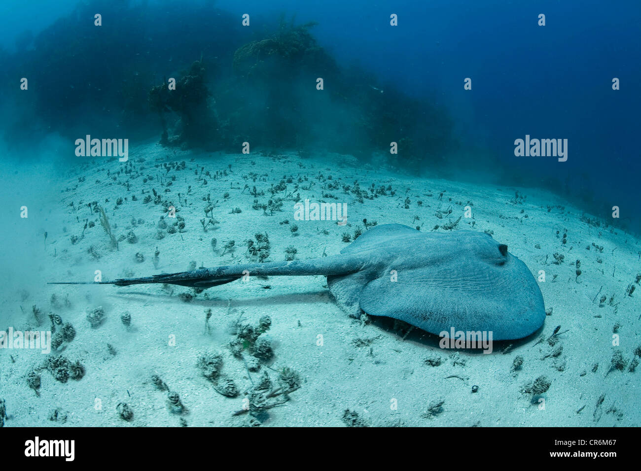 Southern Stingray High Resolution Stock Photography and Images - Alamy