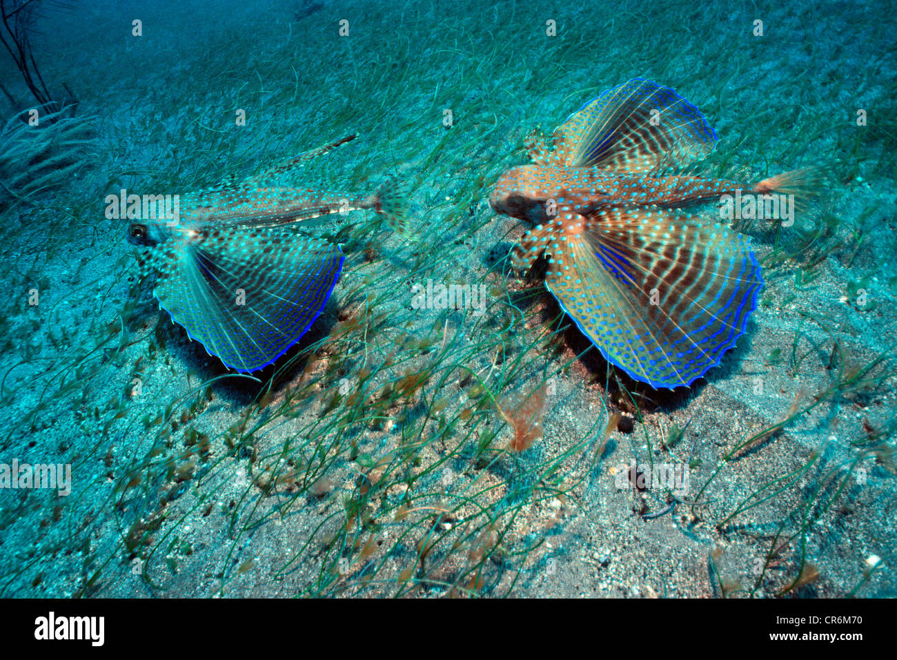 Flying Gurnard Dactylopterus Volitans High Resolution Stock Photography ...