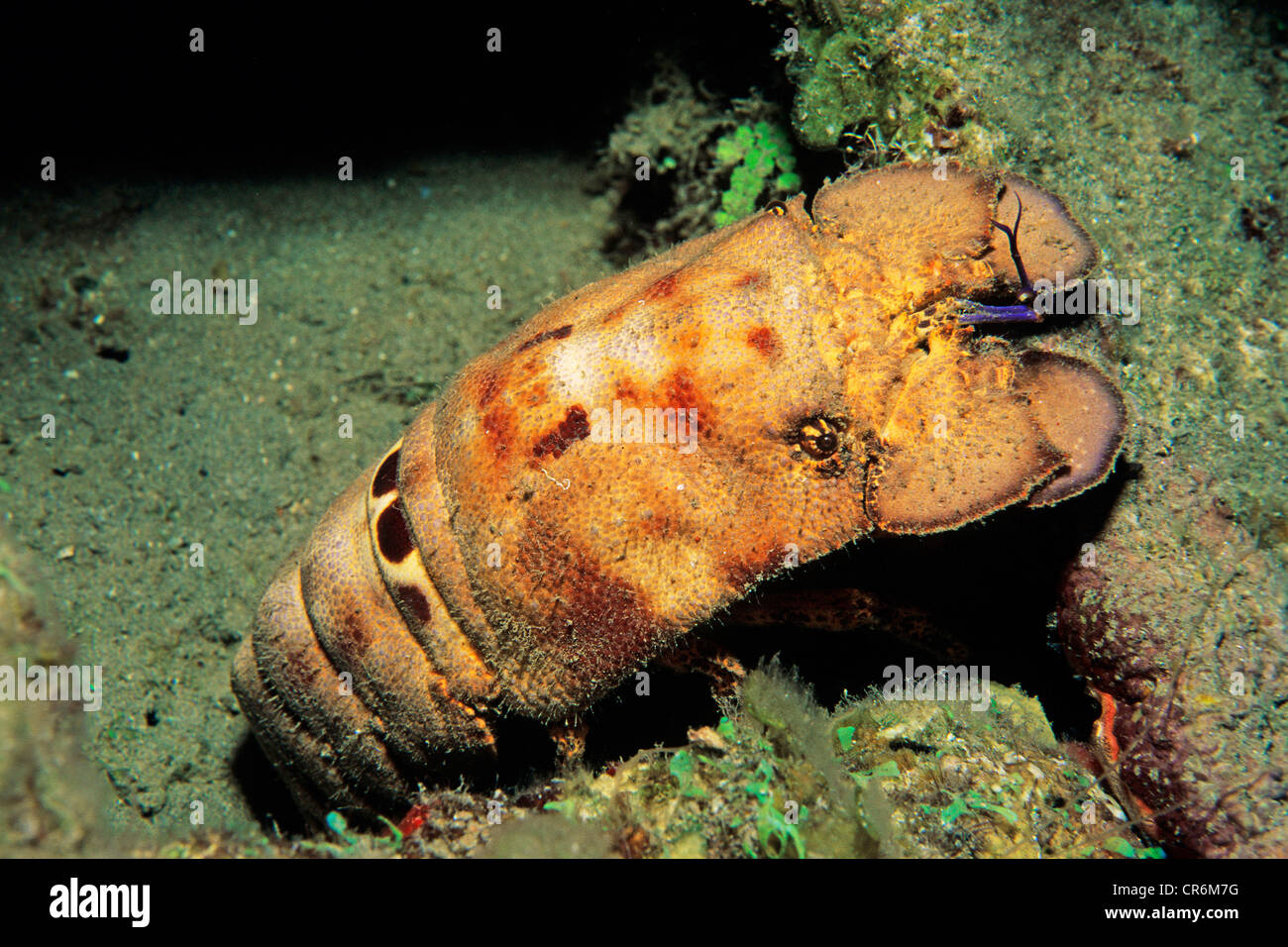 Caribbean Slipper Lobster High Resolution Stock Photography and Images ...