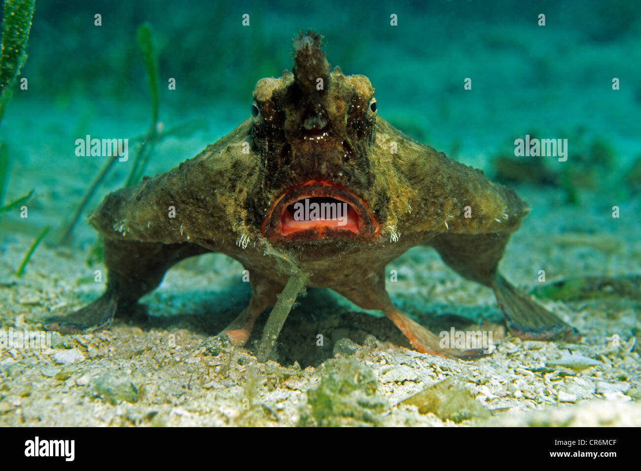 Shortnose High Resolution Stock Photography and Images - Alamy