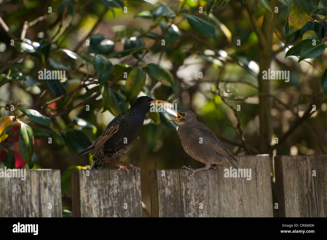 Female starling hi-res stock photography and images - Alamy