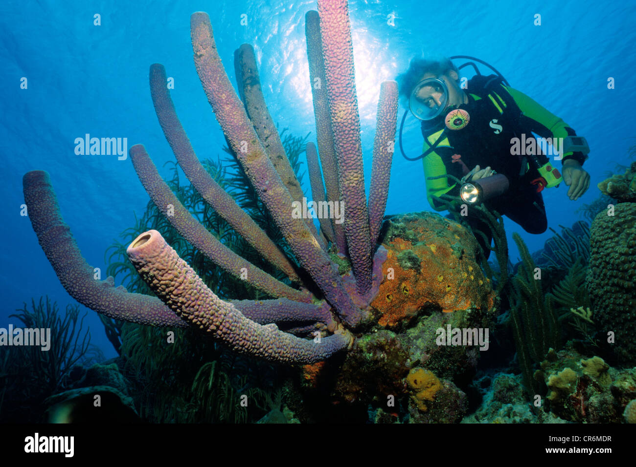 Sponge Diving Suit High Resolution Stock Photography and Images - Alamy