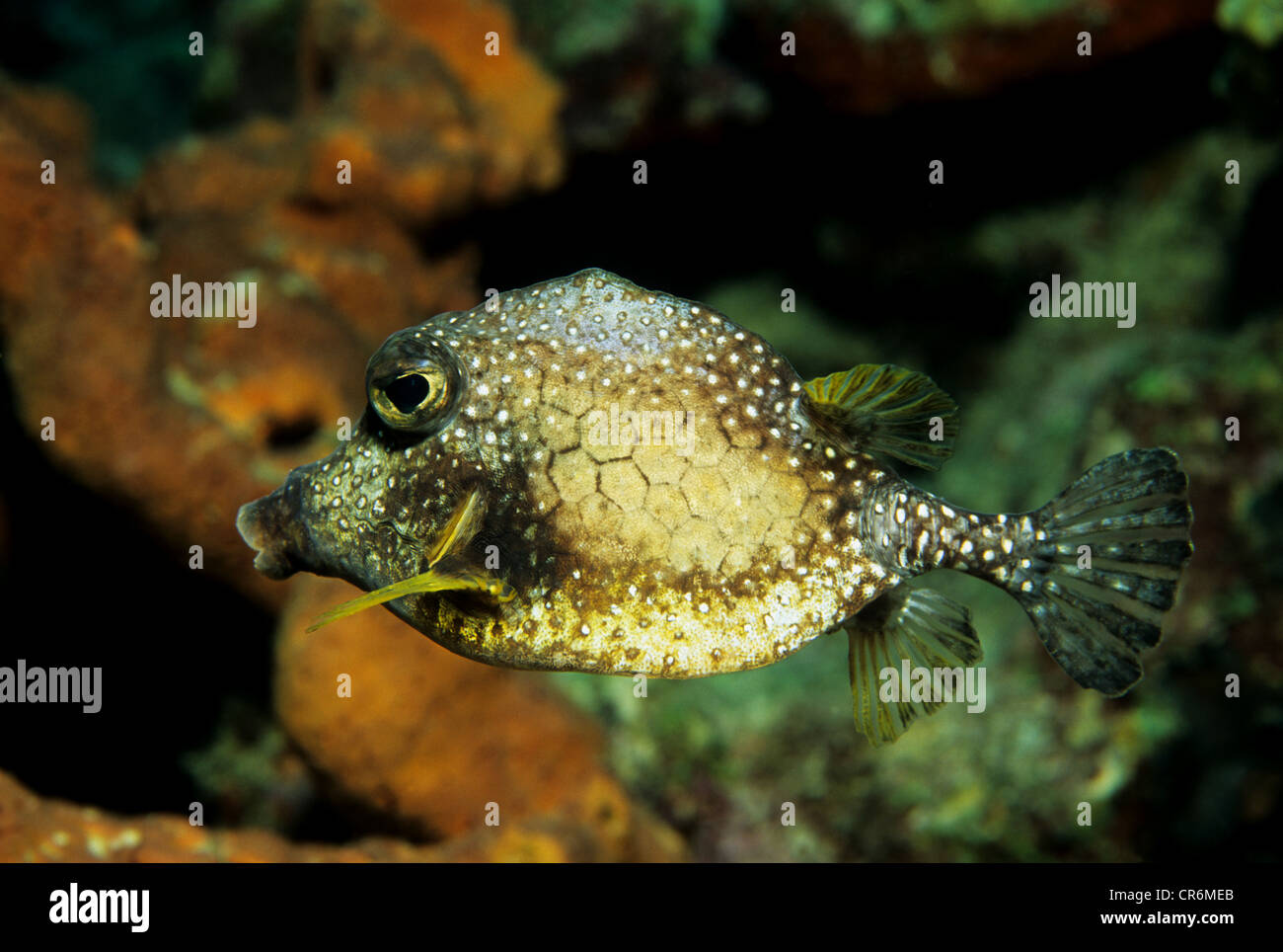 Smooth Trunkfish Stock Photos & Smooth Trunkfish Stock Images - Alamy