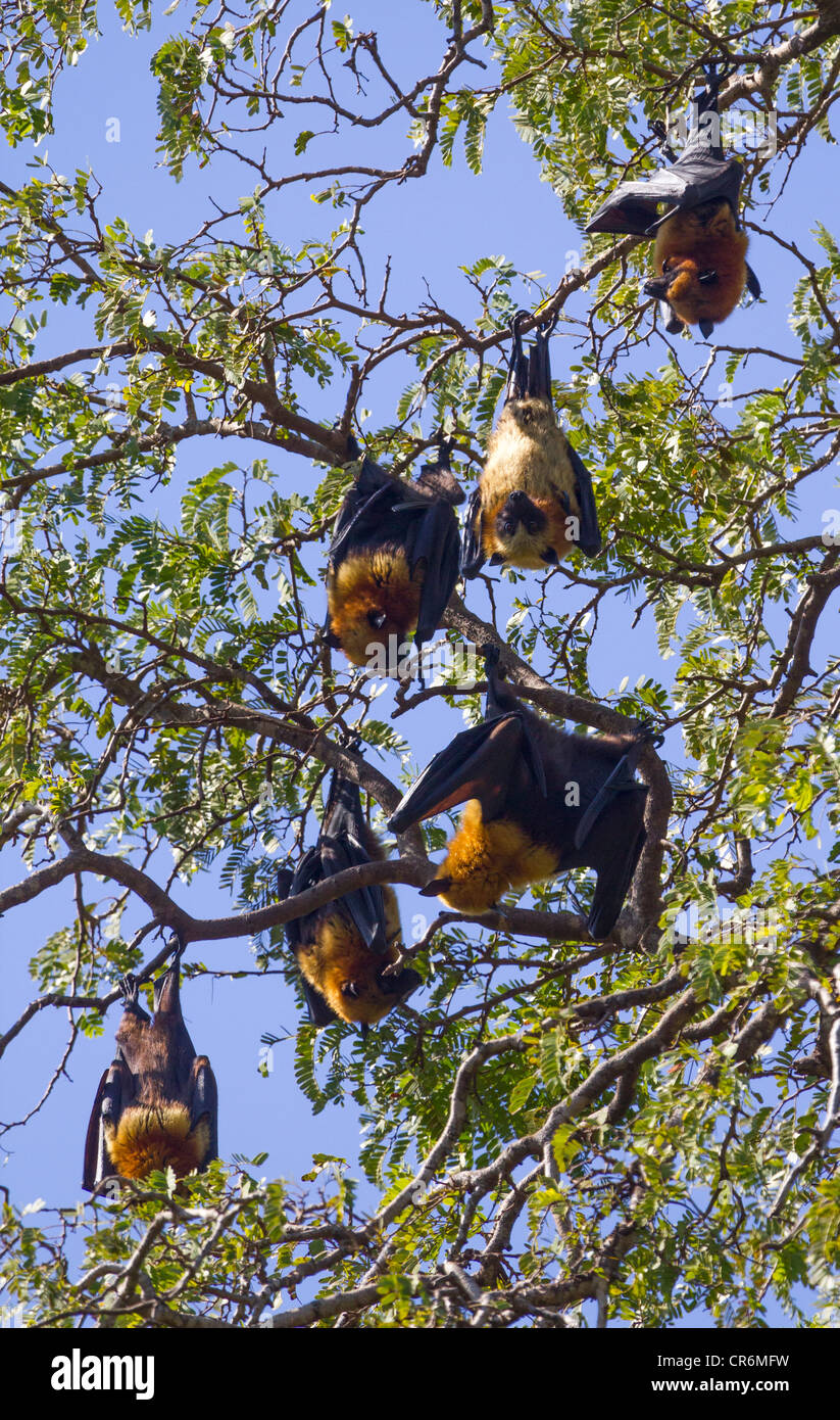 Madagascan flying fox, Madagascar flying-fox, or Madagascar fruit bat ...