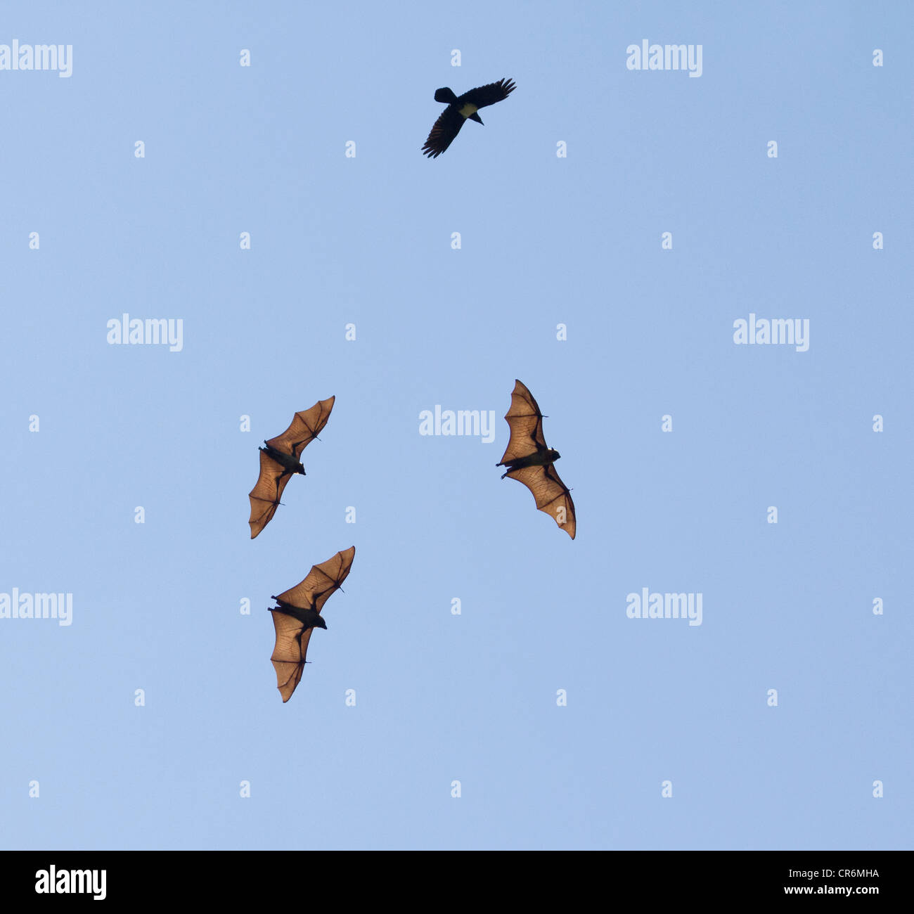 Madagascan flying fox, Madagascar flying-fox, or Madagascar fruit bat ...