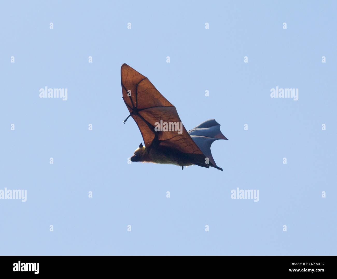 Madagascan flying fox, Madagascar flying-fox, or Madagascar fruit bat ...
